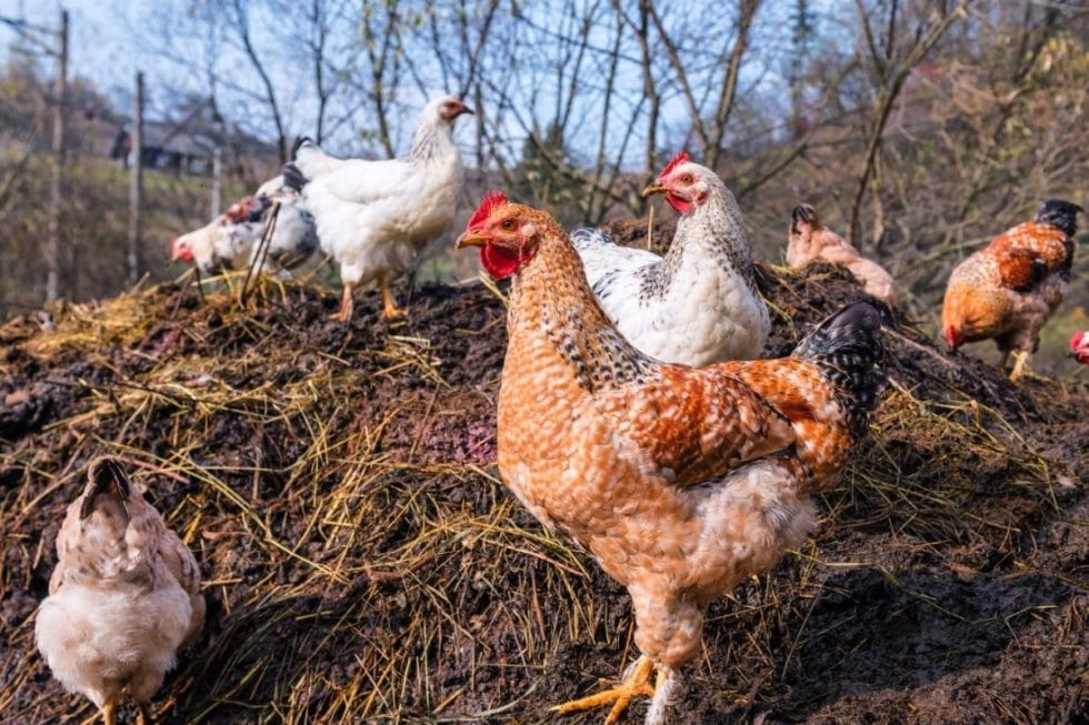 Les fientes de poules pour enrichir son potager | Terra Potager