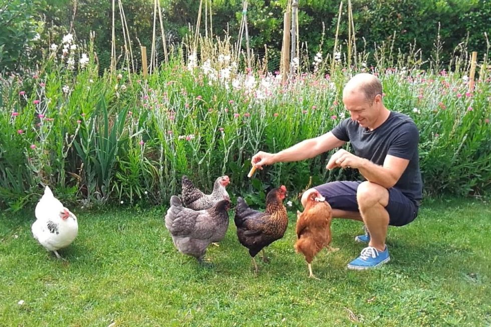 Les fientes de poules pour enrichir son potager | Terra Potager