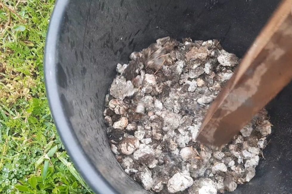 Les fientes de poules pour enrichir son potager | Terra Potager