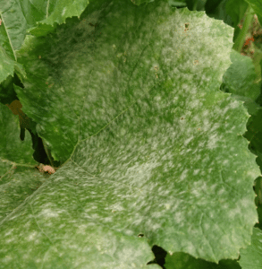 Mes courges sont pleines d'oïdium : que faire ? | Terra Potager