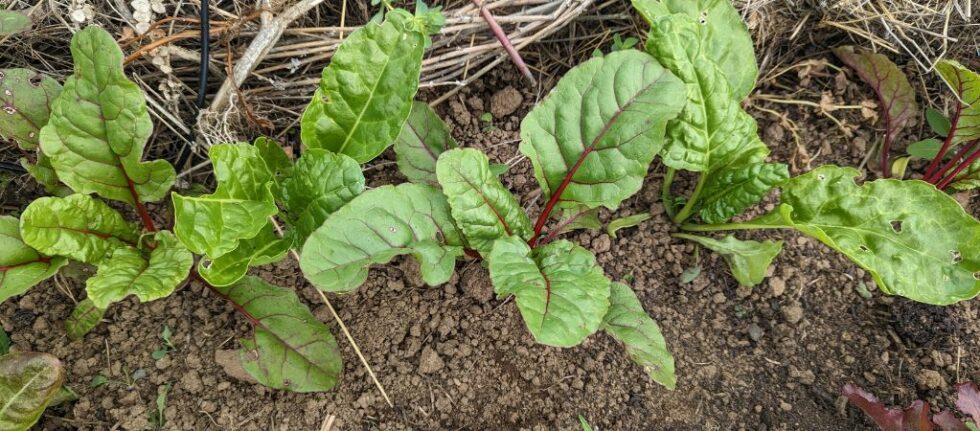 Comment réussir le semis des blettes ? | Terra Potager