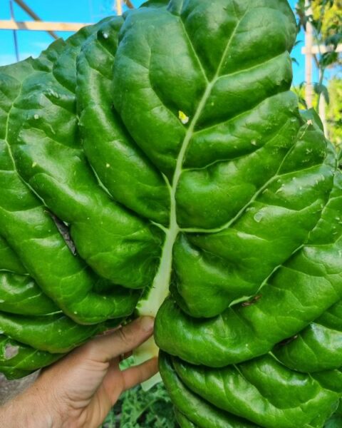 Comment réussir le semis des blettes ? | Terra Potager