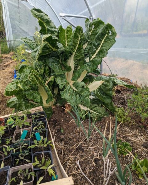 Comment réussir le semis des blettes ? | Terra Potager