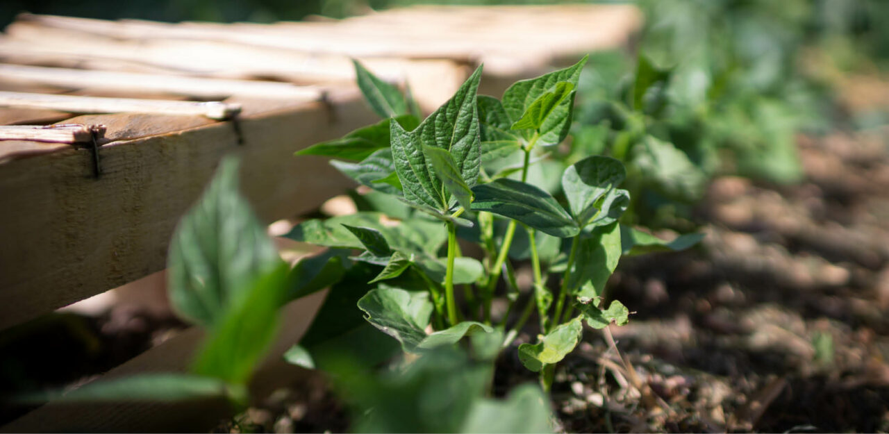 Réussir son semis de haricots [vidéo abonnés] | Terra Potager