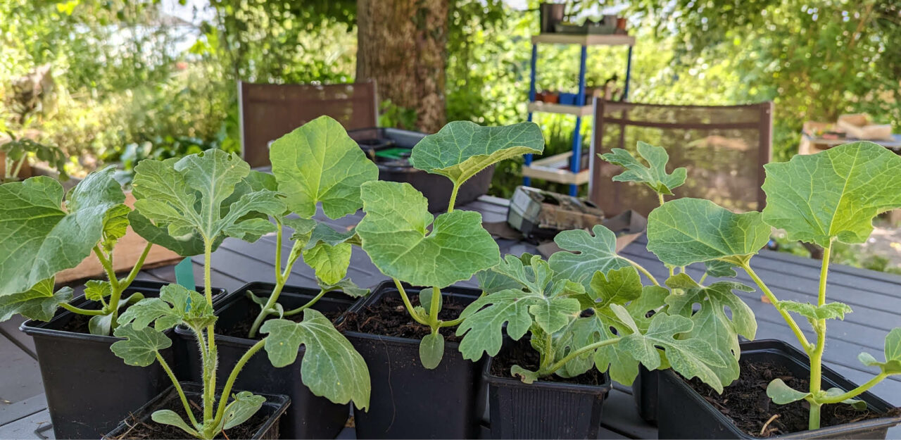 Réussir son semis de pastèque et de melon [vidéo abonnés] | Terra Potager