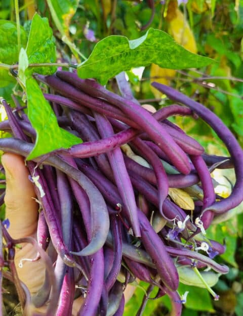 Réussir son semis de haricots | Terra Potager