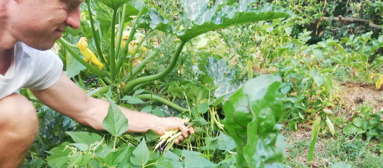 Réussir son semis de haricots | Terra Potager