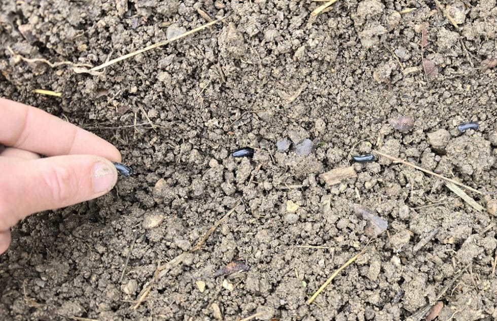 Réussir son semis de haricots | Terra Potager